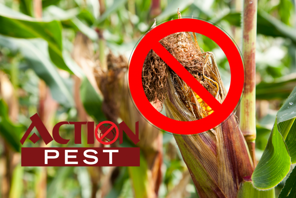 Pest Control In Agriculture Action Pest Control Services Pest Control In Agriculture Action Pest Control Services