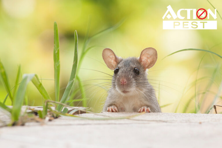 How to Remove Mice Urine Smell: Easy 6 Steps - Action Pest